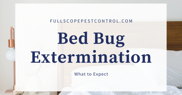 Bed Bug Extermination: What to Expect - FullScope Pest Control