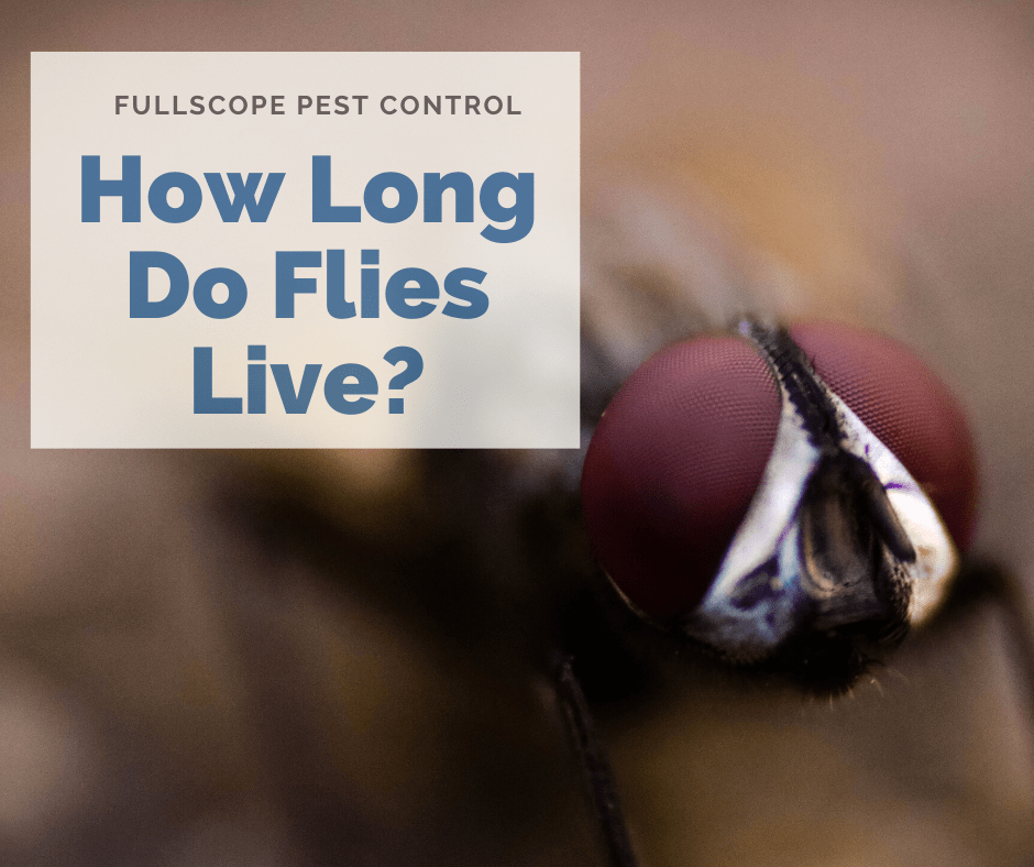 How Long Do Flies Live? - FullScope Pest Control