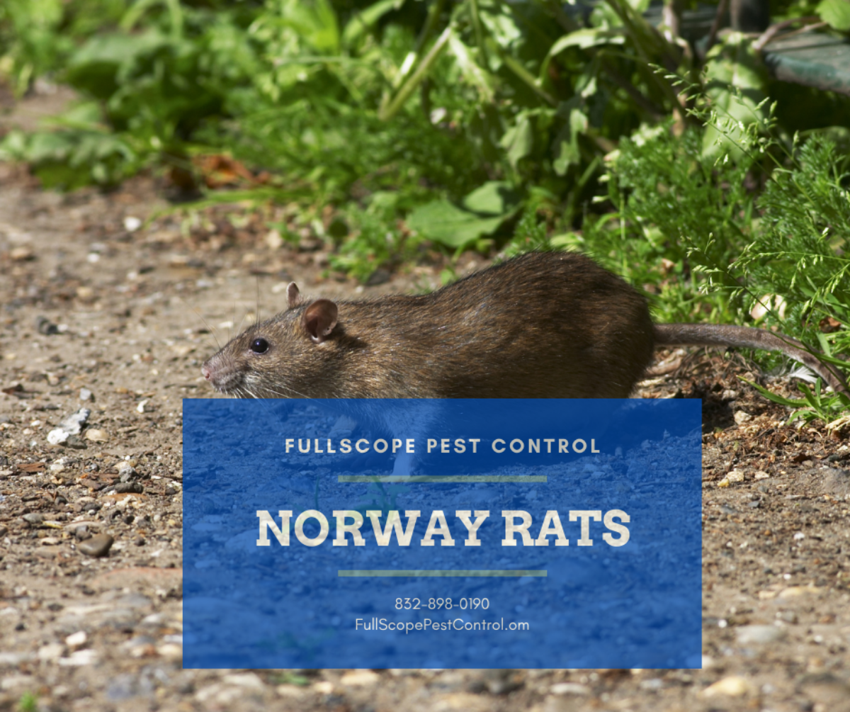 Get Rid of Norway Rats - FullScope Pest Control