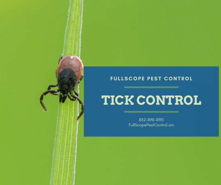 Ticks : Pest Control Kingwood - Exterminator - Pest Inspection
