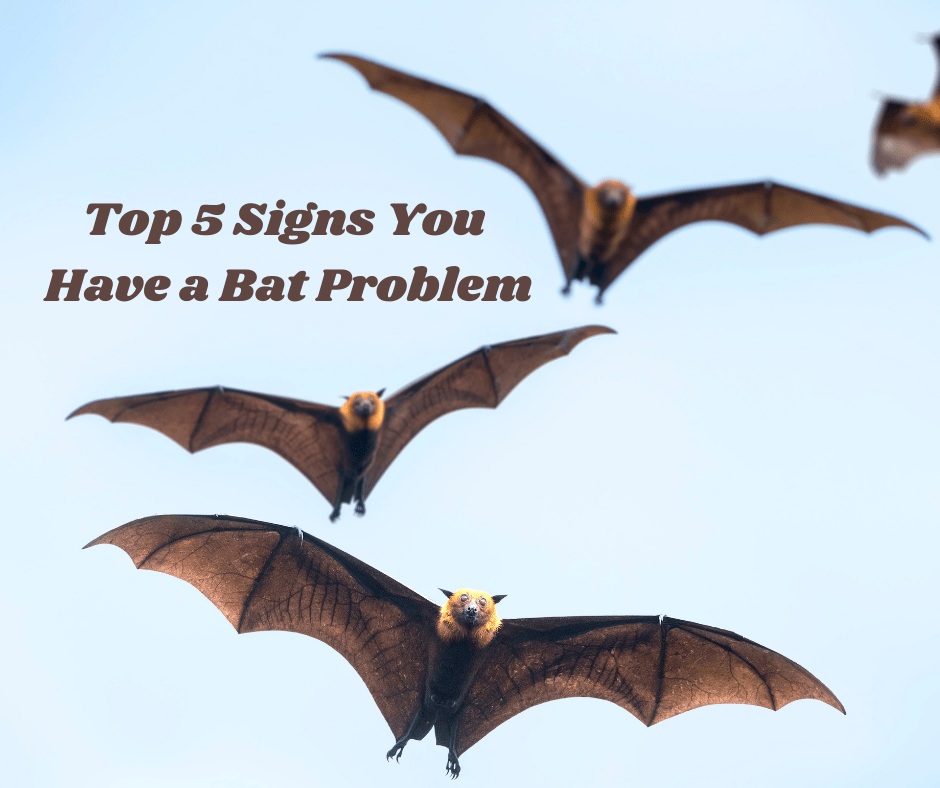 Top 5 Signs That You May Have a Bats - FullScope Pest Control